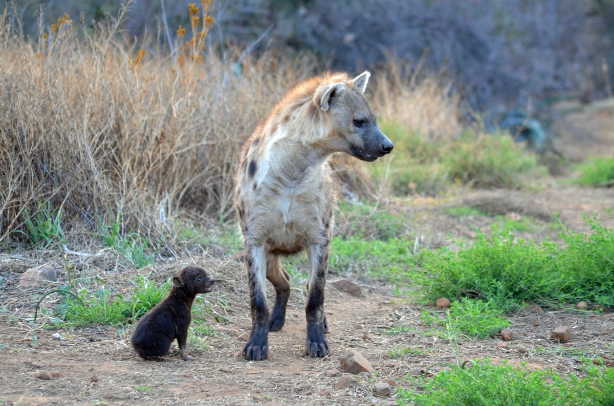 Raising a Spotted Hyena Part 5 – Country Living in Southern Africa