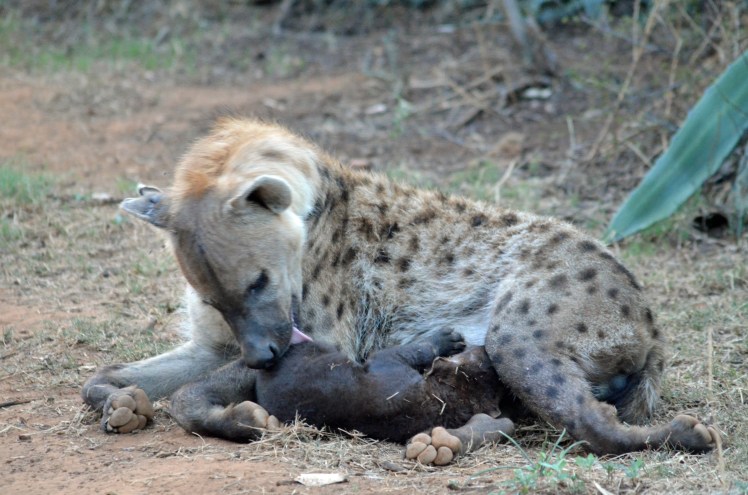 Raising a Spotted Hyena Part 5 – Country Living in Southern Africa