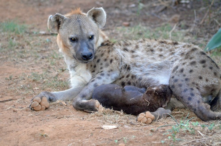Raising a Spotted Hyena Part 5 – Country Living in Southern Africa
