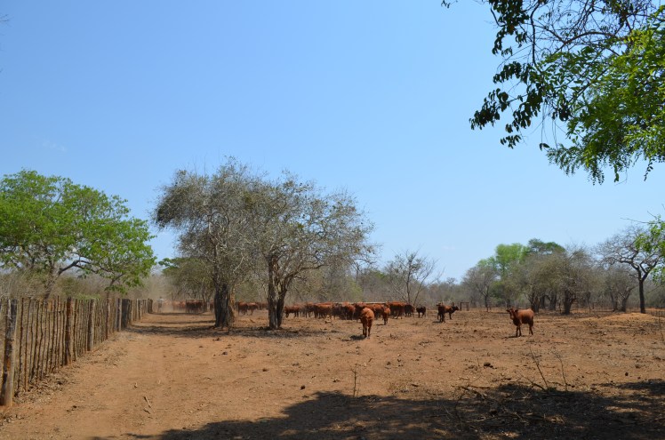 Introduction to our New Home in the Govuro District, Mozambique ...