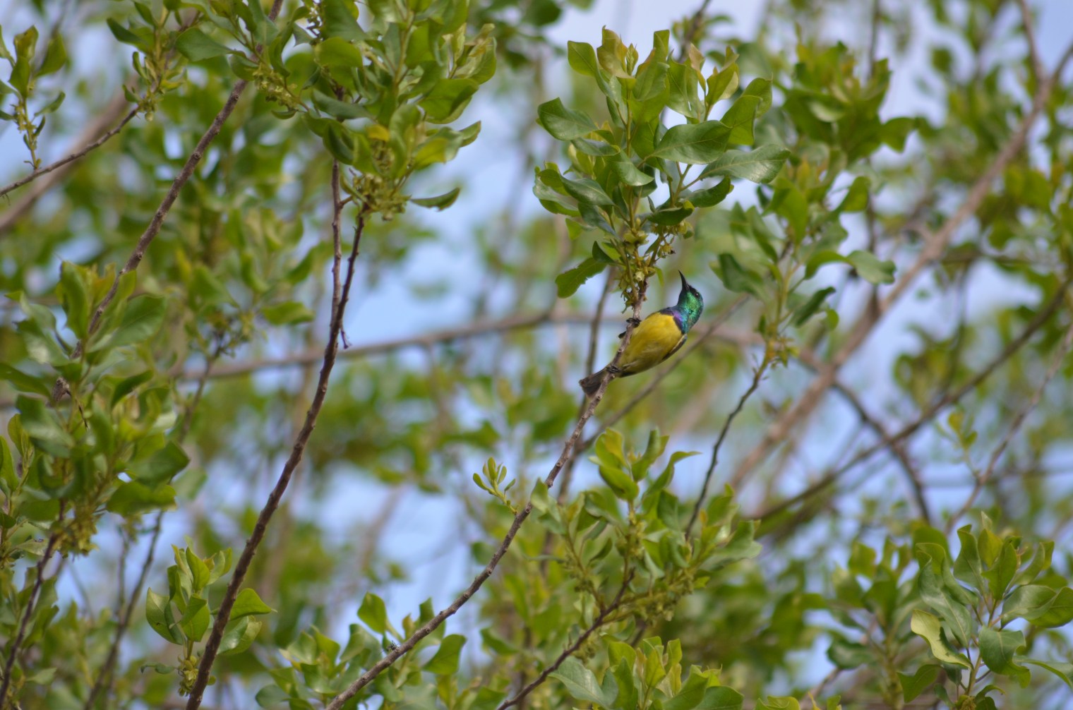 What is birding like in Govuro, Mozambique? – Country Living in ...