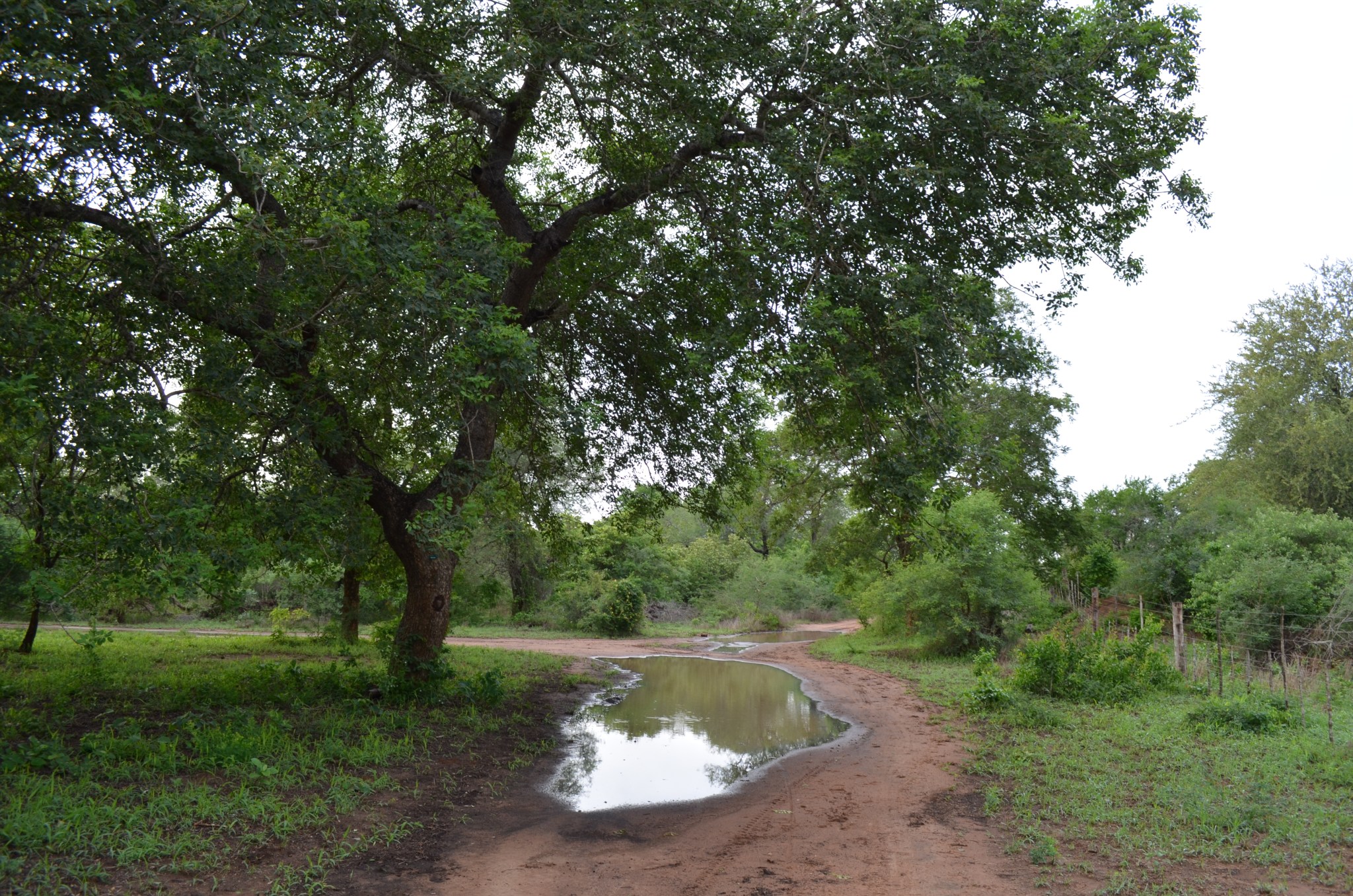 One year as South African Expats in the Govuro district of Mozambique ...