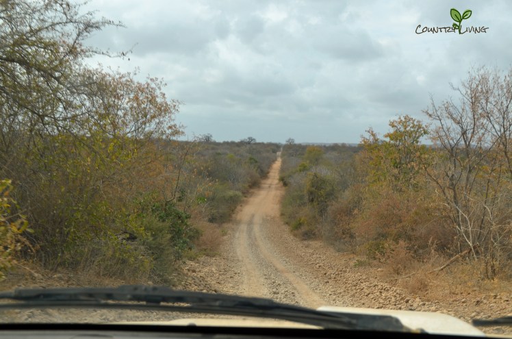 The Pafuri Road, from the middle nowhere to Kruger – Country Living in ...