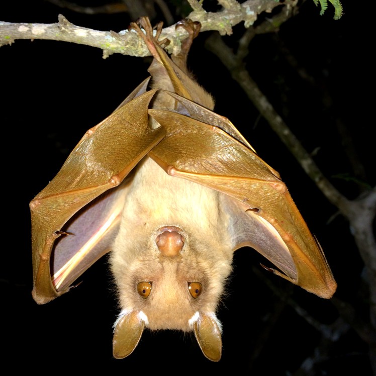 Country People – Meet Megan Loftie-Eaton, who is batty for bats and ...