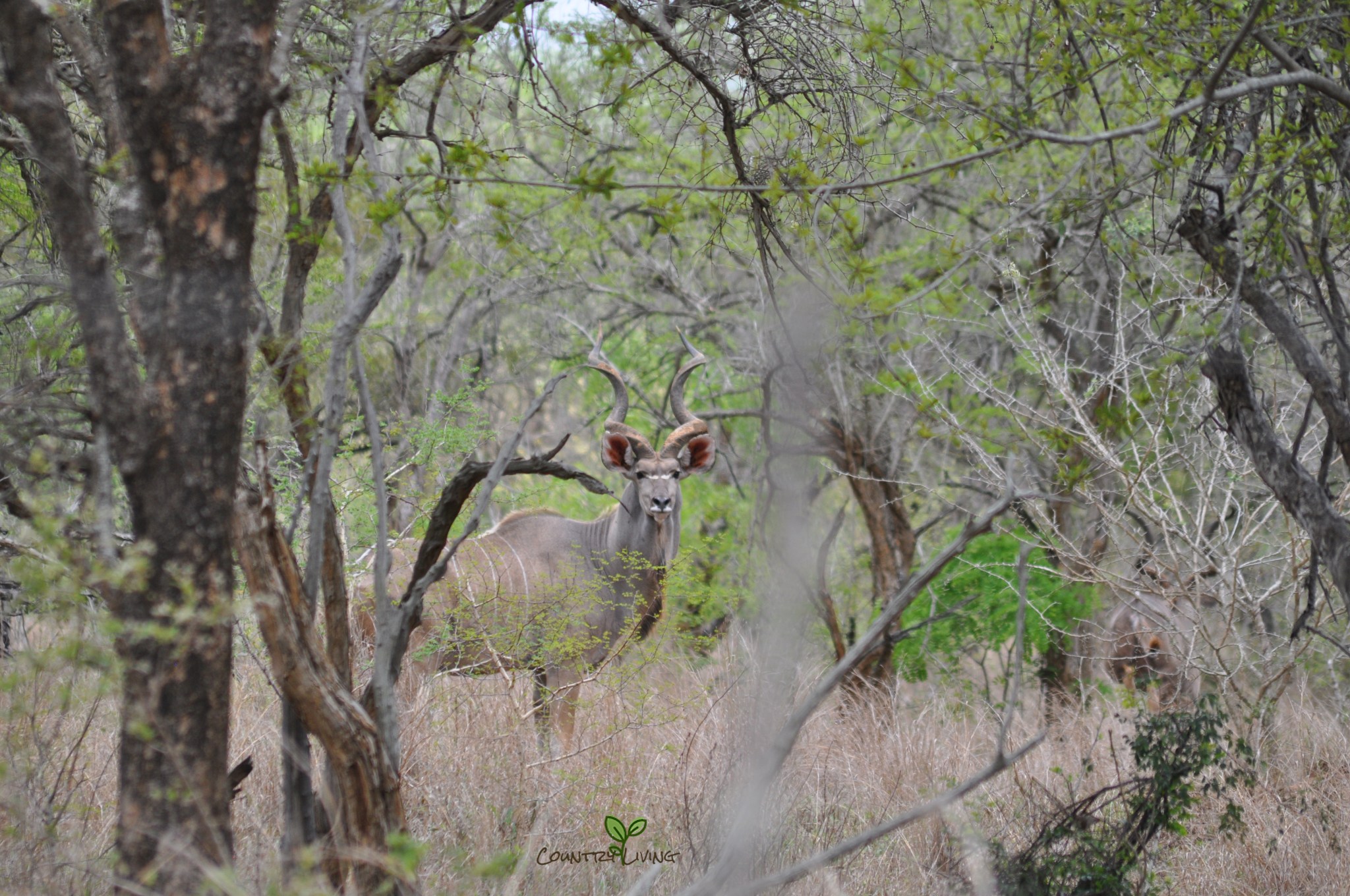 Its summer and its wild out there – update on farming in the Govuro ...
