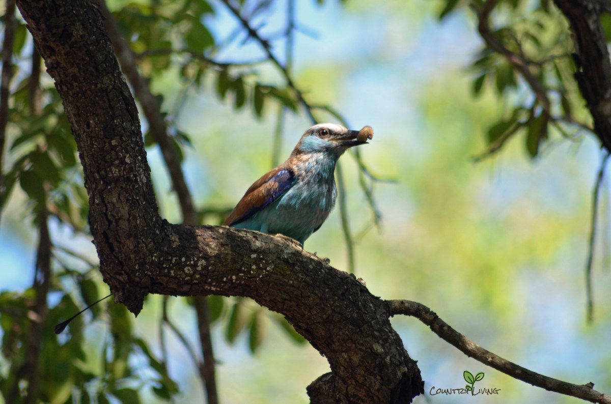 Its summer and its wild out there – update on farming in the Govuro ...