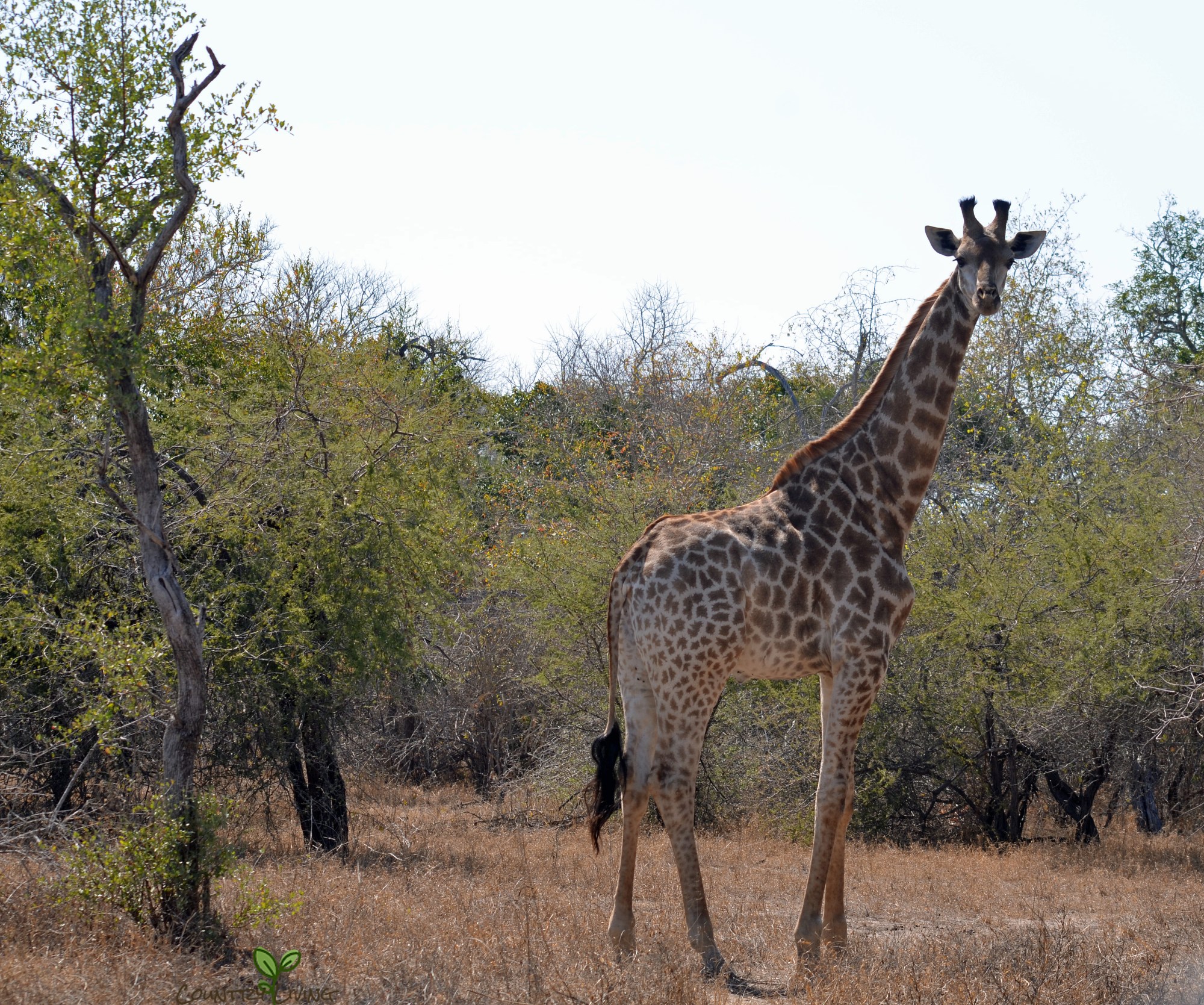 Zinave – A first glance – Country Living in Southern Africa